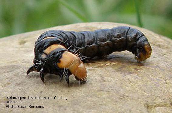 Papua Insects Foundation (Lepidoptera/Psychidae)